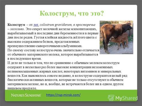 Презентация на тему: "Колострум НСП (Colostrum NSP) - состав, описание ...