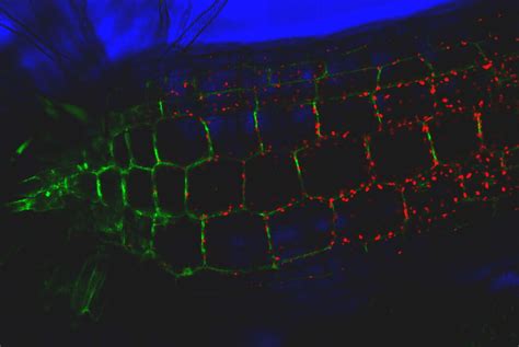 Live Cell Imaging Techniques Learn Share Leica Microsystems
