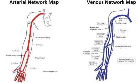 Upper Extremity Venous Mapping Upper Extremity Venous Mapping