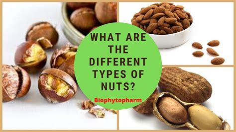 Tree Nut Identification Chart How To Identify Tree Nuts Ronna Salas