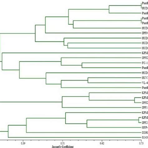 Dendrogram Of 28 Pea Genotypes Based On Genetic Similarity Download