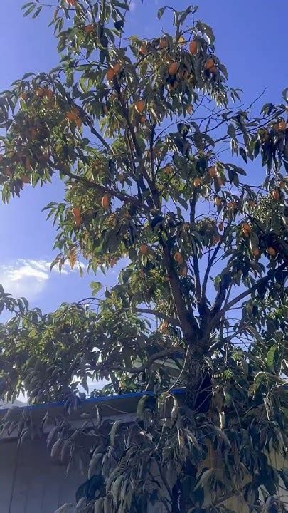 처음보는 길쭉한 감이에요~ 이름 아시나요 Youtube