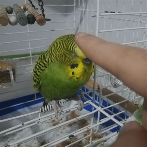 Updating The Firmware Of My Mini Drone Via Nfc Rbudgies