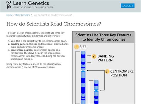 University Of Utah Learning Center Learn Genetics Scientists Read Chromosomes Handout For 9th