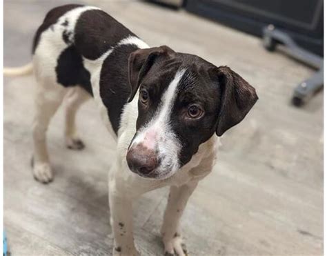 Ames Ia Australian Shepherd German Shorthaired Pointer Meet Willis