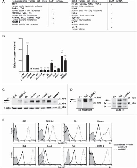 Llt1 Expression In B Lymphoma Cell Lines A B Clec2d Transcript
