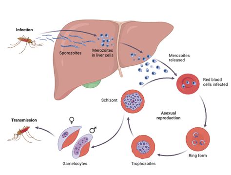 Malaria Parasite Life Cycle Pathogenesis Diagnosis Treatment Prophylaxis Biology Notes