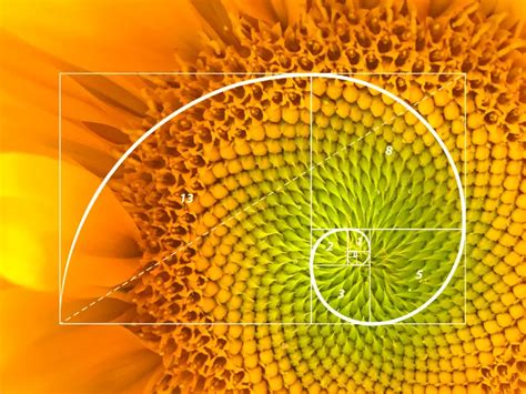 Fibonacci Sequence Math Lessons