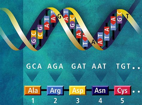 Genetic Code Definition General Properties And Characteristics Genetic Code Definition General Properties And Characteristics