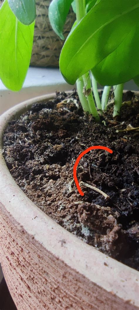 Bugs In Basil R Plantclinic