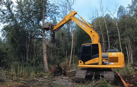 The Process Of Tree Removal And Safety Precautions Tree Safety Tips