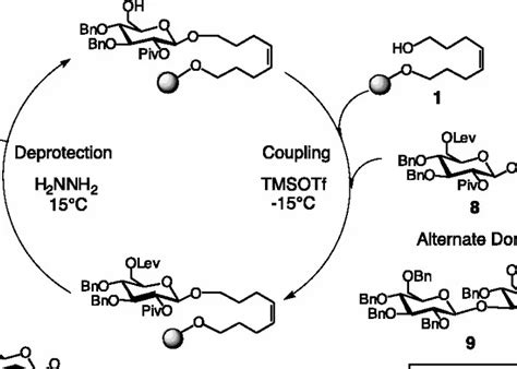 Efficient Oligosaccharide Synthesis New Method Trusted Health Guides