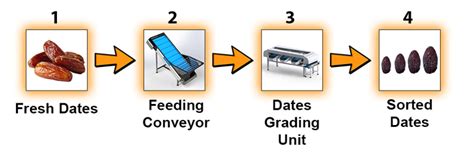 dates grading and sorting line smartmak