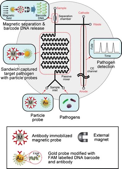 Schematic Diagram Of An Integrated Pmms Ce Microdevice Which Performs A Download Scientific