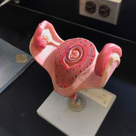 5 Reproductive Diagram Quizlet