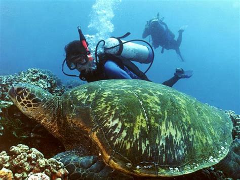 Honokowai Sea Turtles Summer Summary