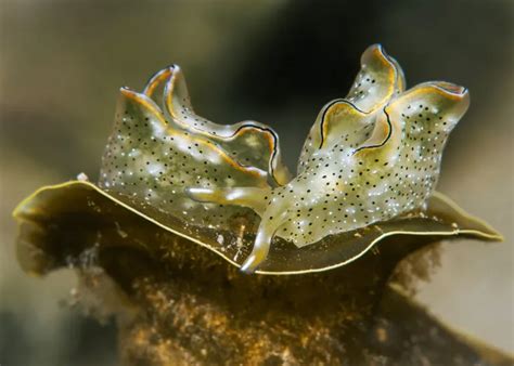 The Leaf Slug Elysia Cf Marginata X Ray Mag