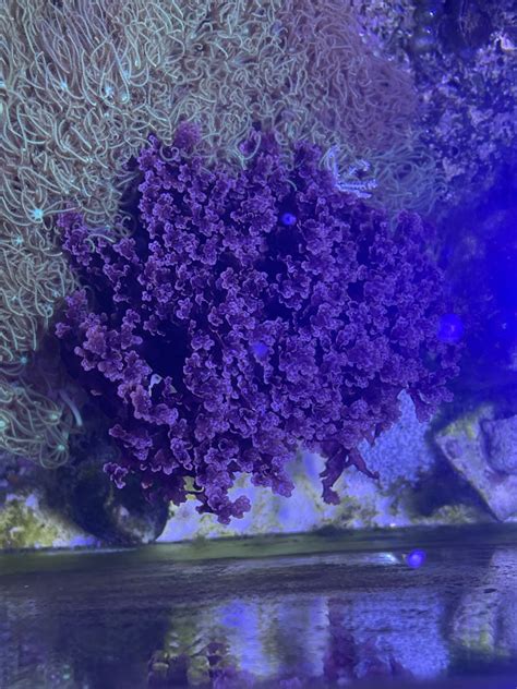 Help Iding This Redpurple Macroalgae Reef2reef