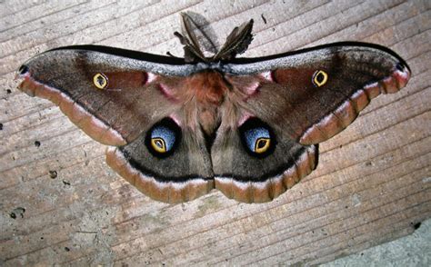 Door To Nature The Large Moths And Butterflies Of Door County Door