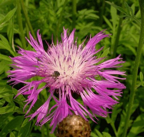 Centaurea Dealbata Kwekerij De Boever