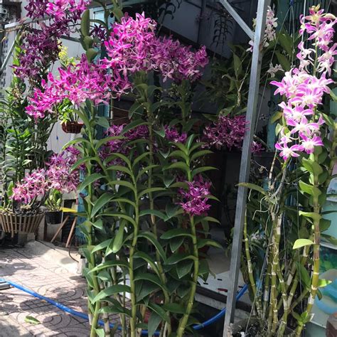 Chuyên Denro Nắng