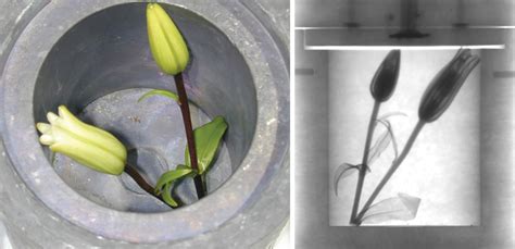 How Neutron Imaging Uncovers Hidden Secrets And Techniques Of Fossils
