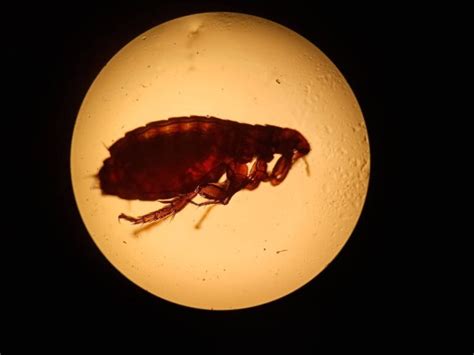 What Do Fleas Look Like To A Human Eye Inside And Out Pest Services