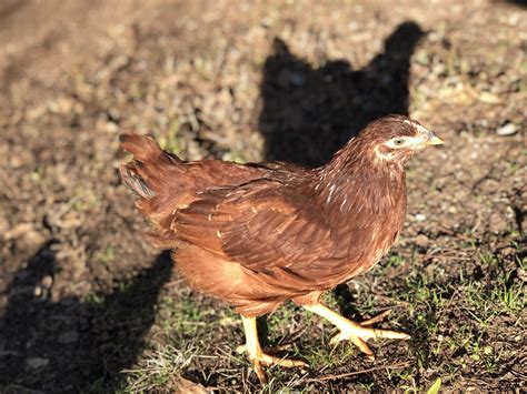 Lucy Backyard Chickens Learn How To Raise Chickens