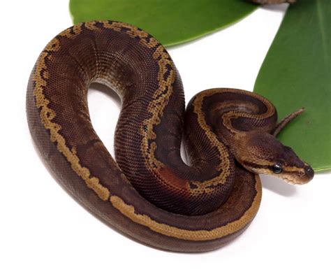 Ghi Shatter Raven Pin Male Dynasty Reptiles