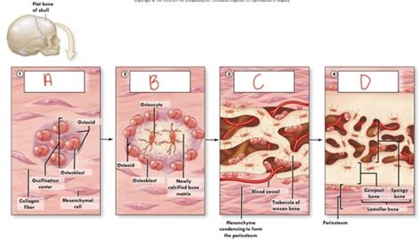 Chapter Skeletal System Bone Structure And Function Assignment