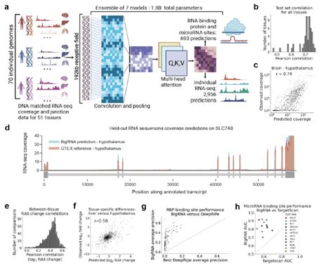 Rna模型可以帮助发现疾病机制和候选药物 文心aigc