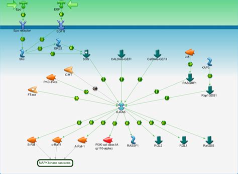 G Protein Signaling K Ras Regulation Pathway Pathway Map Primepcr Life Science Bio Rad