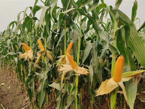 Muhammad Talha Sajjad On Linkedin Allhamdulliah Our Double Hybrid Seed