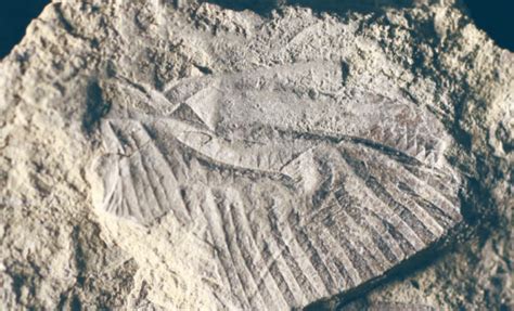 First Ever Dinosaur Era Dragonfly Fossil Found In Canada