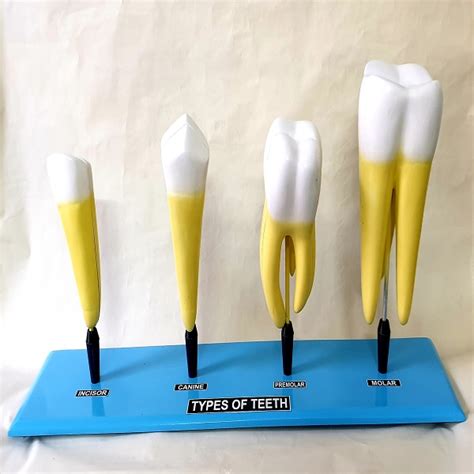 Teeth Structure Model Elmo India