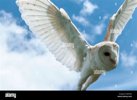 Barn Owl Wingspan
