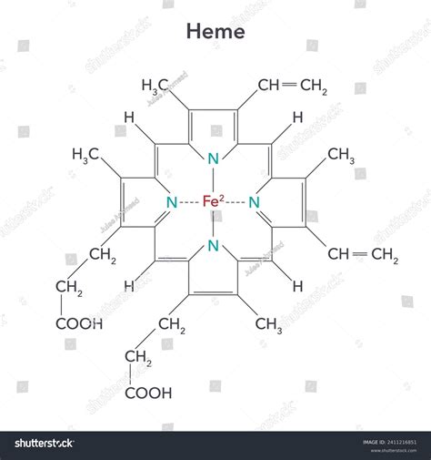 Heme Haem Precursor Hemoglobin Biochemistry Vector Stock Vector