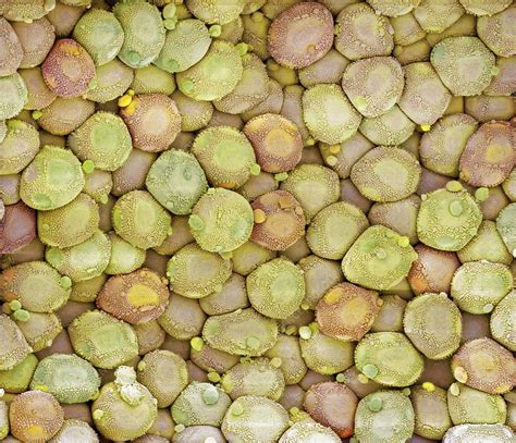 Rust Fungus Infection Sem Stock Image F043 1115 Science Photo Library