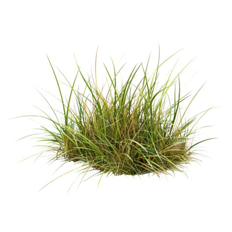 Realistic Grass Pngs For Free Download