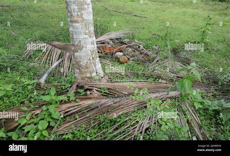 A Coconut Tree Base View With A Fallen Coconut Near The Tree At Coconut Plantation In Sri Lanka