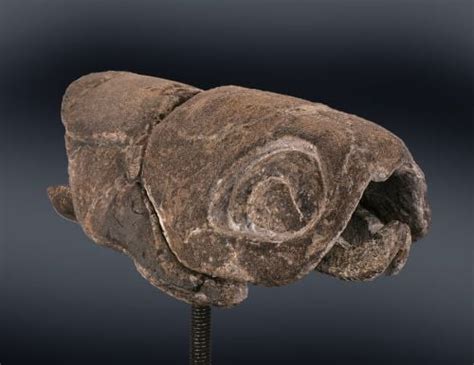 Placoderm Fossil Rfakefossilid