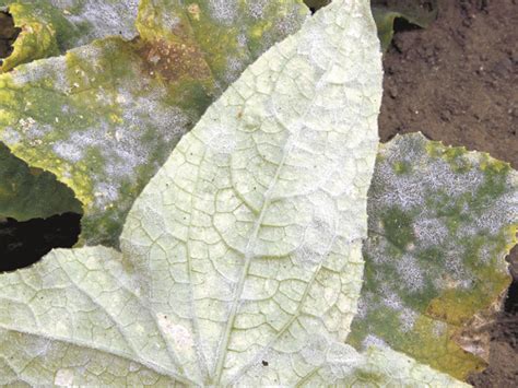 Organic Methods Can Kill Powdery Mildew Cape Gazette