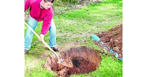 Правила за засаждане на овощни дръвчета Български Фермер