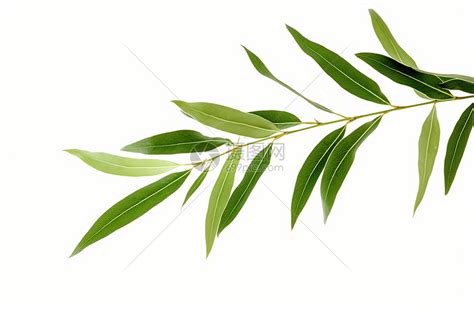 白色背景中的柳枝高清图片下载 正版图片600178459 摄图网