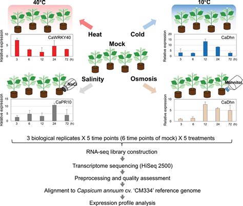 Overview Of Experimental Design And Analysis Pipeline RNA From Pepper Download Scientific