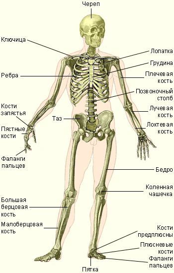 Скелет человека | Биология, Анатомия сердца, Анатомия