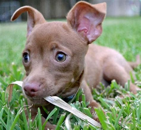 Pitbull Chihuahua Mix Full Grown