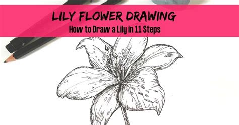 How To Draw A Realistic Lily Flower Step By Step At John Pavon Blog