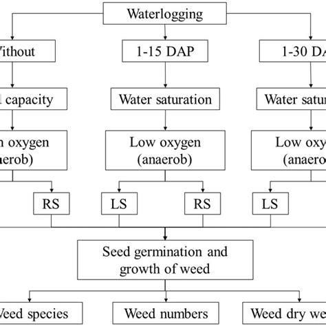 A Schematic Diagram Representing The Overall Experimental Works