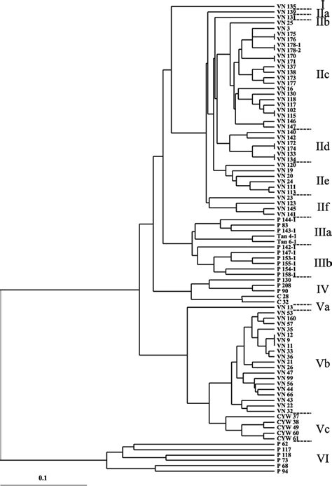 Genetic Relationship Between 86 Melon Accessions Shown By Upgma Cluster
